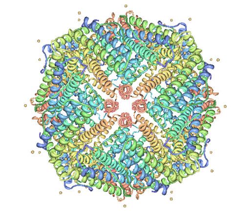 VackvSuG: Human ferritins, Ferritin Light Chain