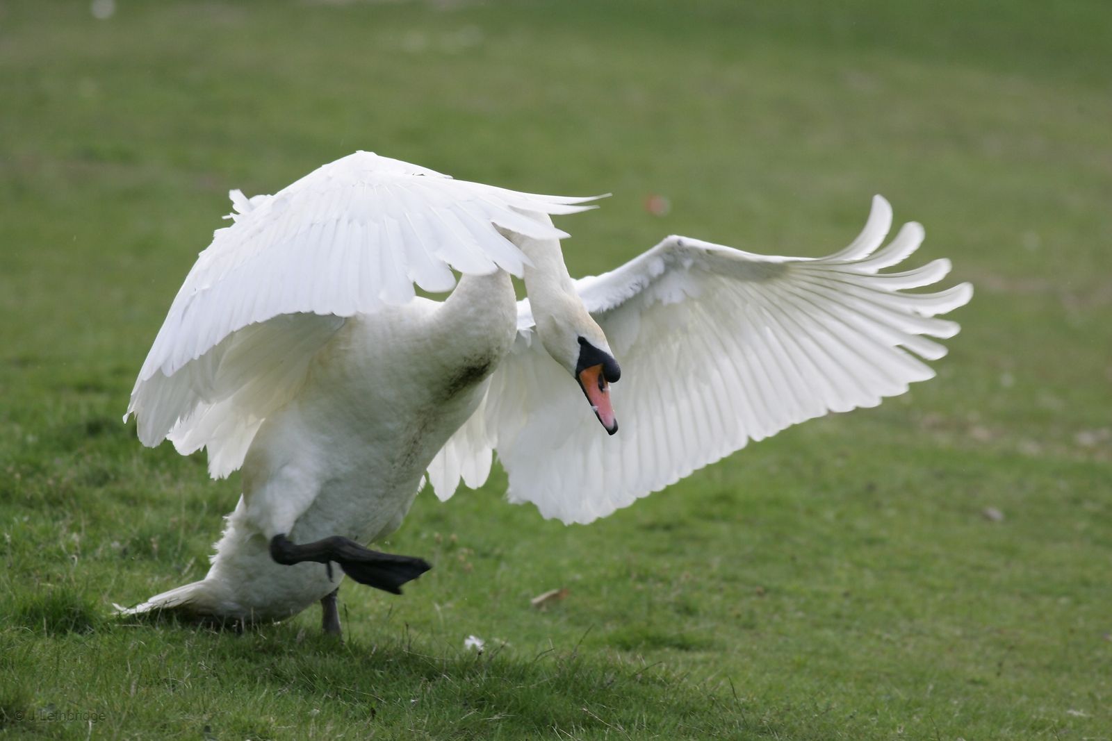Wanstead Birder: Renewed Patch Enthusiasm