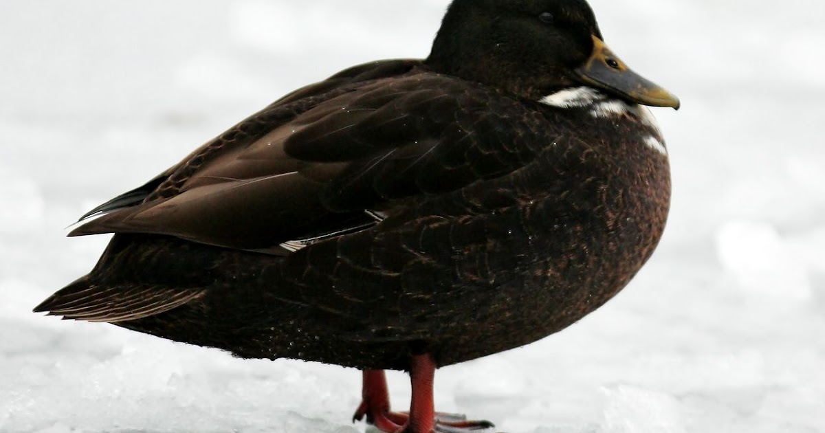Wanstead Birder: Trudge trudge slip trudge