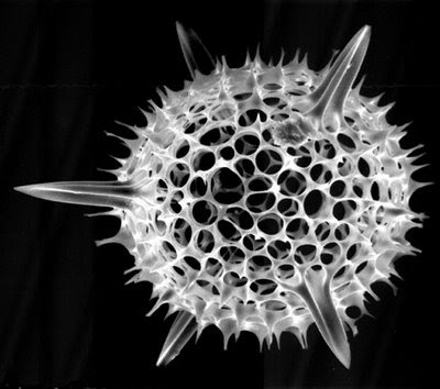 Radiolarian – a single-celled aquatic animal (phylum Actinopoda) that ...