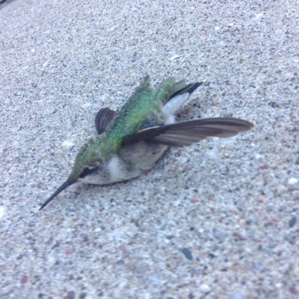 Humming bird | Project Noah