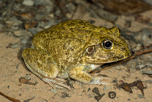 In the Wild: Expeditioning