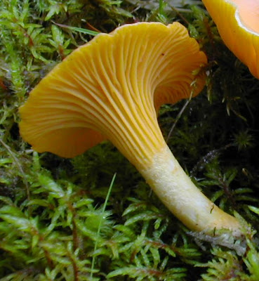 Cantharellus cibarius (Chanterelle) - Scottish Fungi