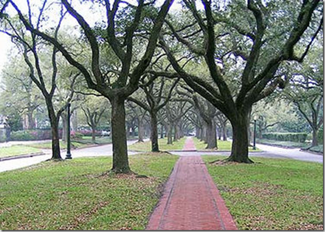 Things That Inspire: Allée of trees