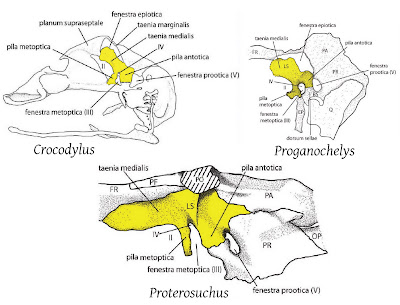 Azendohsaurus, the early archosauromorph radiation and a new position ...