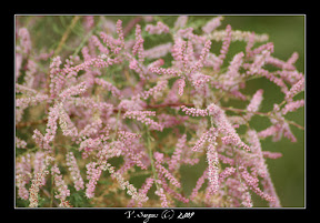 Tamarisco - (Tamarix gallica)