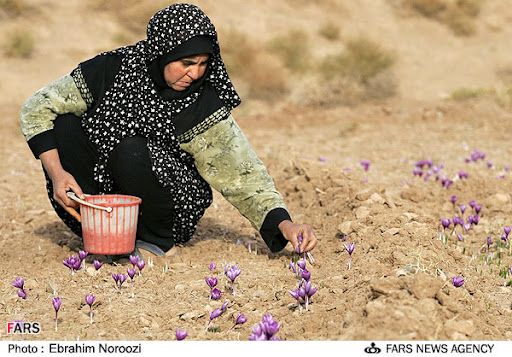 Kashmiri Kesar Saffron World’s Costliest Spice - Farm Photos