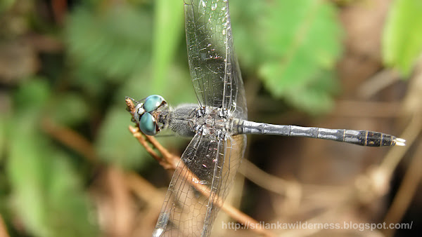 Chalky Percher | Project Noah