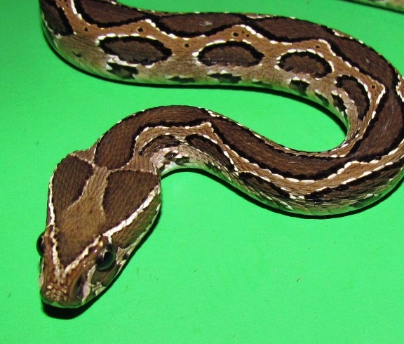 Russell's viper | Project Noah