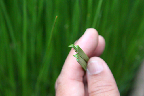 Wandering Taiwan: Miaoli Yuanli, hometown of Lin Cao (Lin Grass)