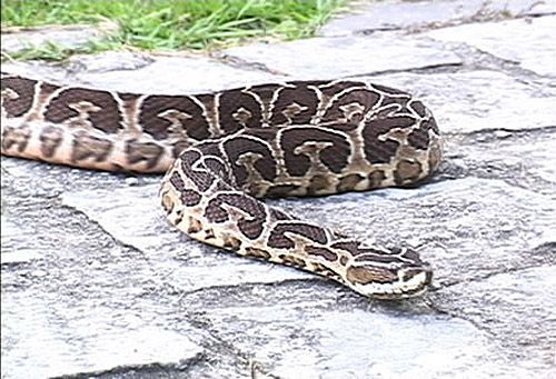 Uruguay Fotos: Víbora Yara o Yarara, Uruguay