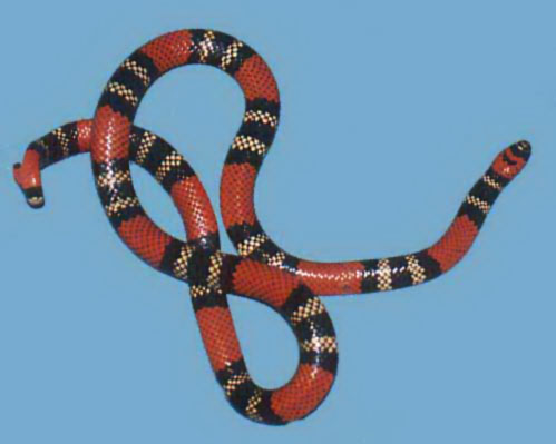 Micrurus frontalis altirostris (serpiente coral)
