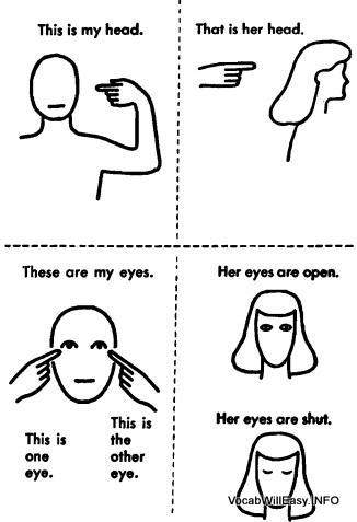 11. Head, Eyes, Hair, Face, Body - Online Dictionary for Kids