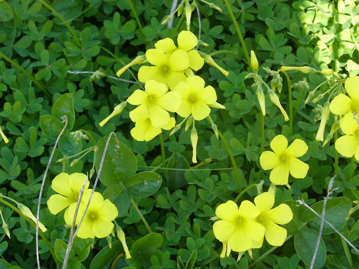 Erva-azeda-amarela | Project Noah