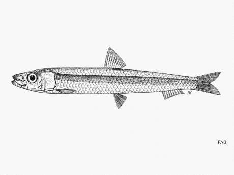 Fishes In Maldives: Spratelloides gracilis (Temminck and Schiegel, 1846)
