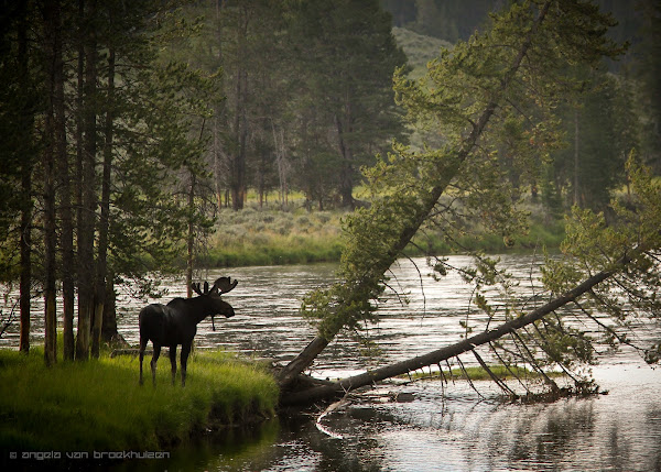 Moose | Project Noah