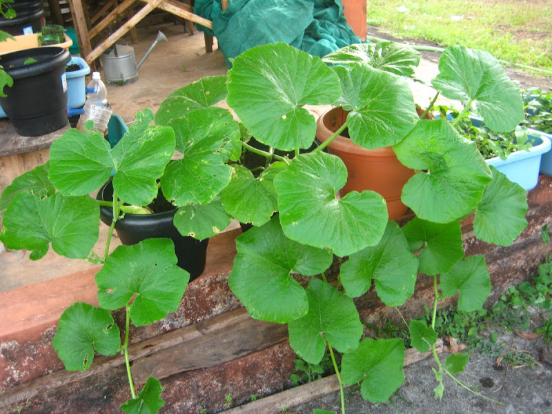 PADVAL AGRICULTURE AND FARM ENTERPRISES: Growing Pumpkins using ...