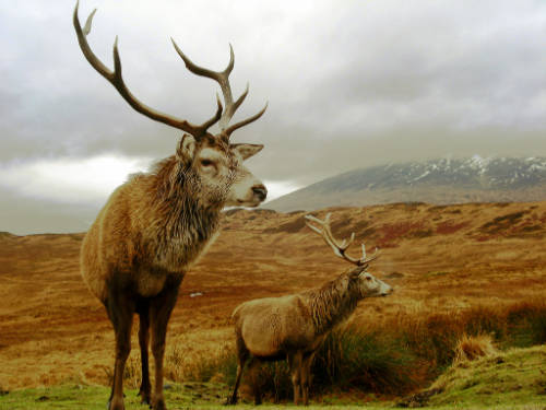 28 Amazing Examples Of Animal Photography