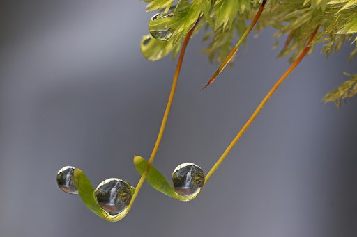 30 Breathtaking Examples Of Drops Photography