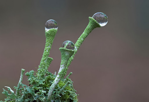 30 Breathtaking Examples Of Drops Photography