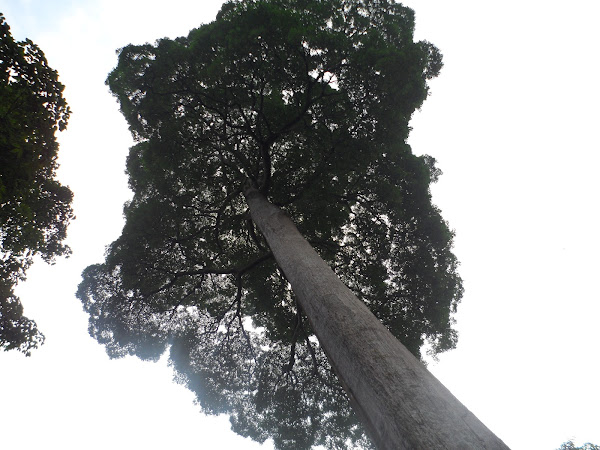 Common Pulai | Project Noah