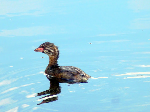 Pied Billed Grebe Chick | Project Noah