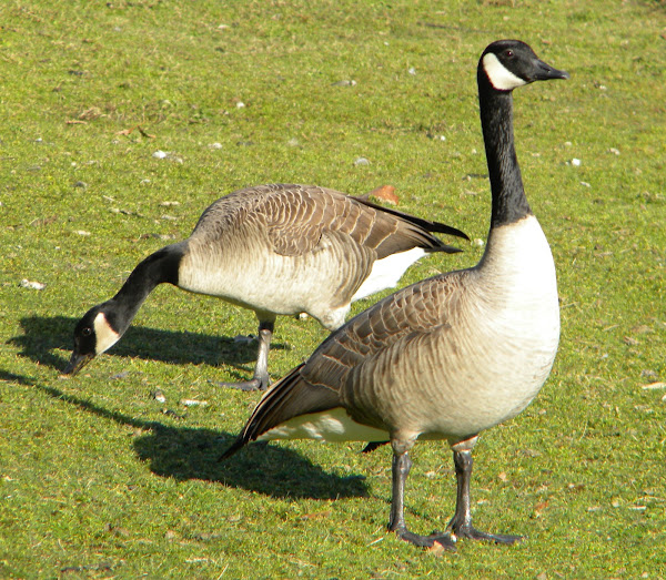 Canada Goose | Project Noah