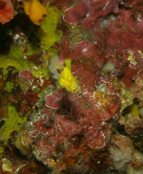 Tube Coral Wentletrap Snail | Project Noah