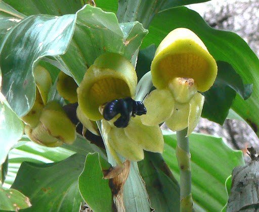 Yvypora roga: Ñahatî, Mamanga, Maynumby, Kávaû, Mberu ha Tahyikuera