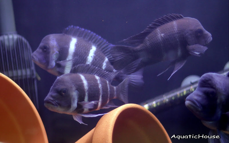 Aquatic House: Frontosa - Samazi