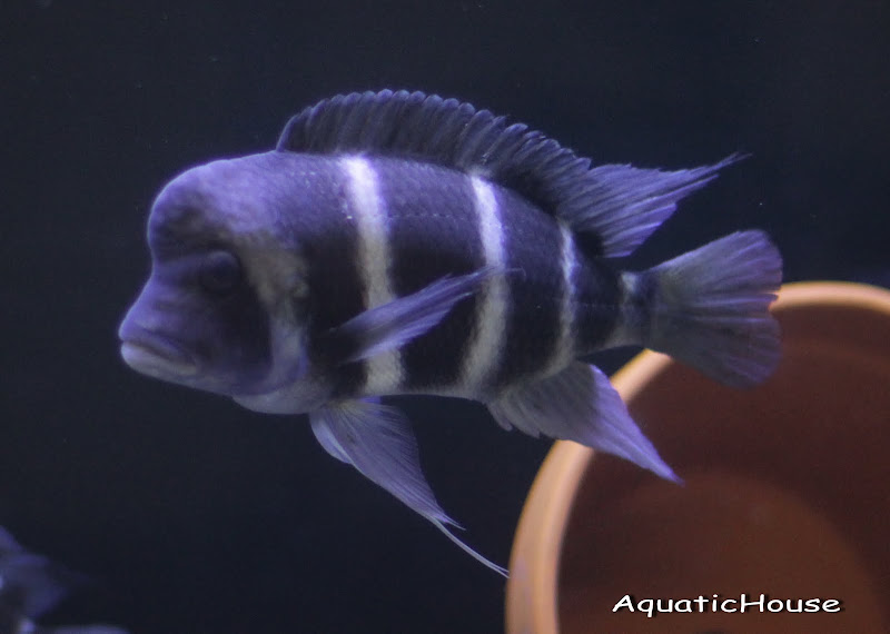 Aquatic House: Frontosa - Samazi