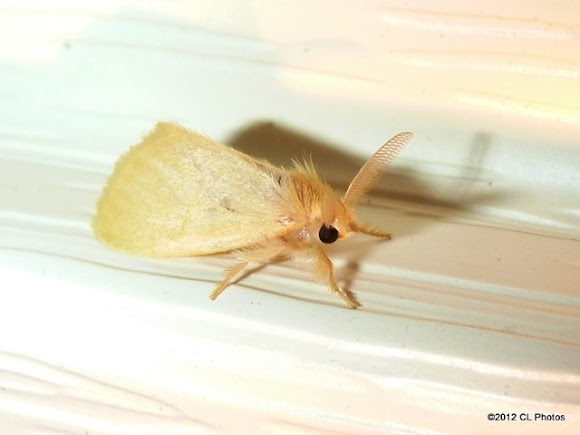 Yellow Tussock Moth | Project Noah