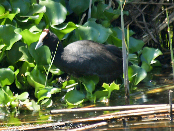 Red-knobbed Coot, Crested Coot | Project Noah