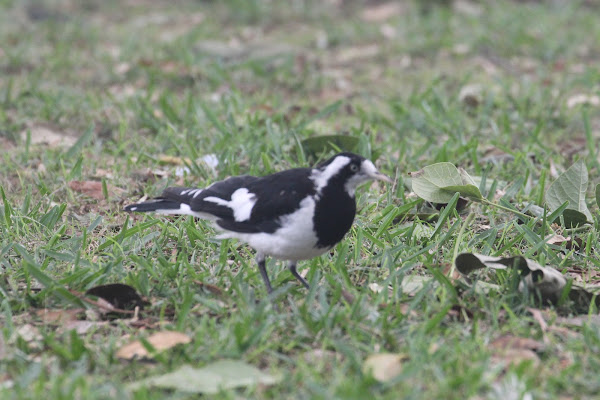Magpie-Lark - female | Project Noah