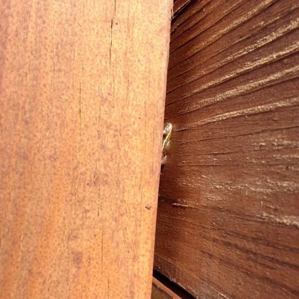 Green Tree Frog | Project Noah