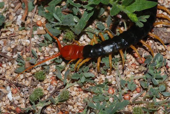 Red-headed centipede | Project Noah