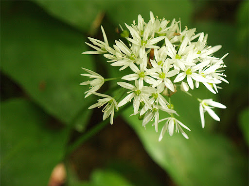 FotoBlogul lui Mihai C.: Leurda (Allium ursinum)