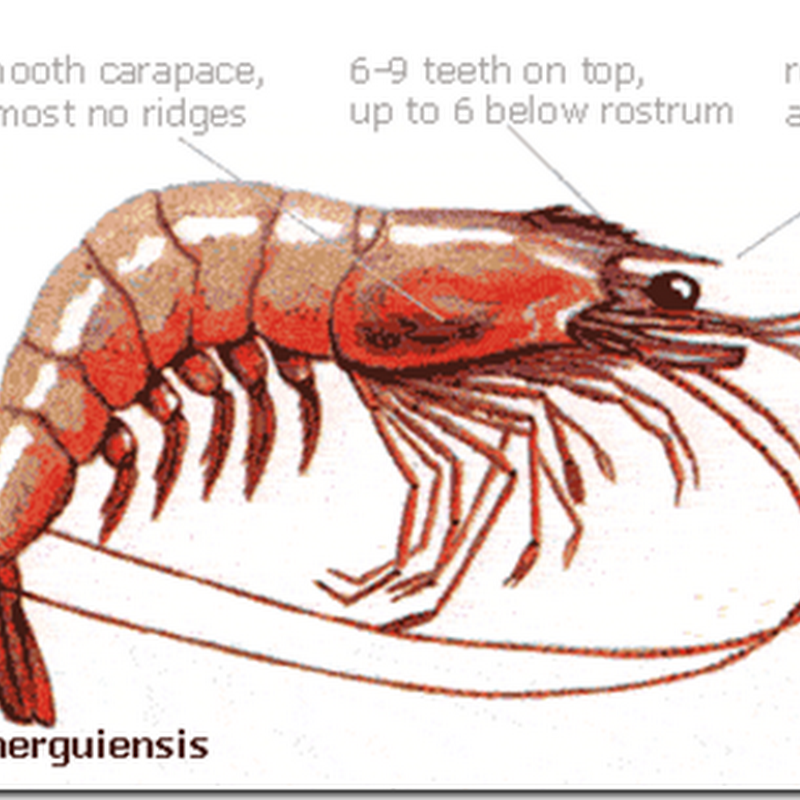 Komposisi Kimia dan Taksonomi Udang putih - Nulis Suka Suka