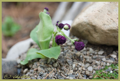 Primula auricula Fred Booley - Le blog de Mona (alias Valentine)
