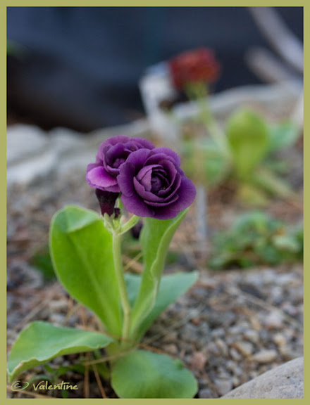 Primula auricula Fred Booley - Le blog de Mona (alias Valentine)