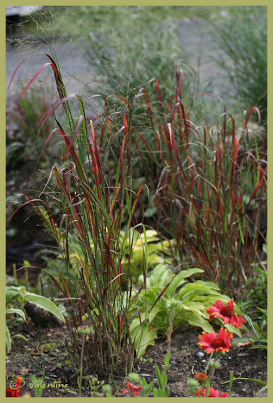 Graminée Panicum Prairie Fire - Le blog de Mona (alias Valentine)