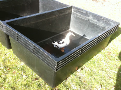 Goldfish Garage: A Two Car Fishroom: 5 More Laguna Ponds