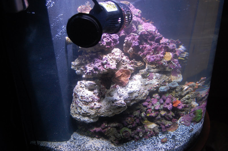 25 gallon Cardiff reef build | Aquarium Advice Forum Community