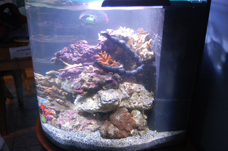 25 gallon Cardiff reef build | Aquarium Advice Forum Community