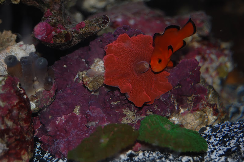 25 gallon Cardiff reef build | Aquarium Advice Forum Community