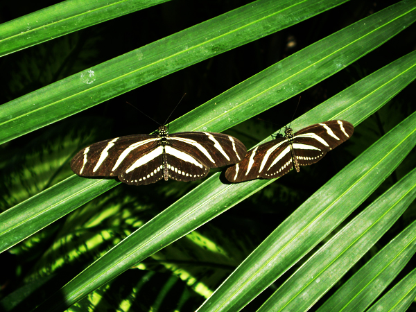 Zebra Longwing Butterfly | Project Noah