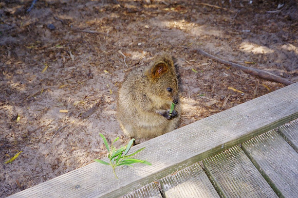 Quokka | Project Noah
