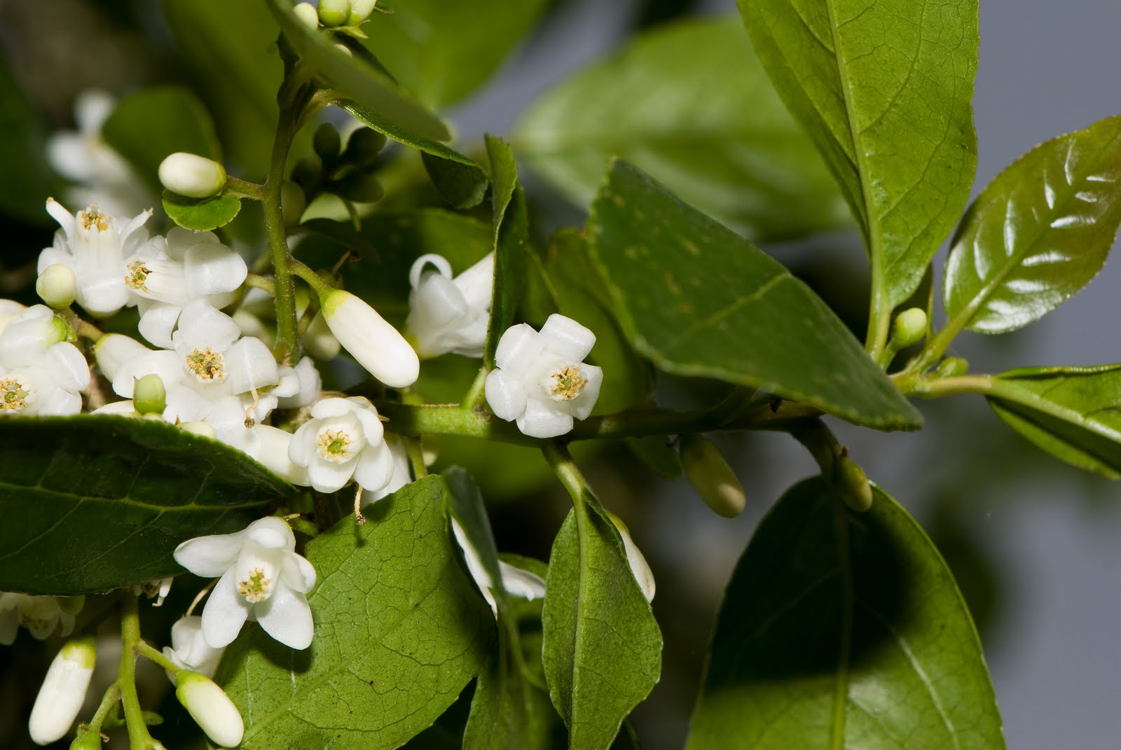 FOTOGRAFIAS DE LA FLORA AUTOCTONA DEL URUGUAY: AZARERO DEL MONTE