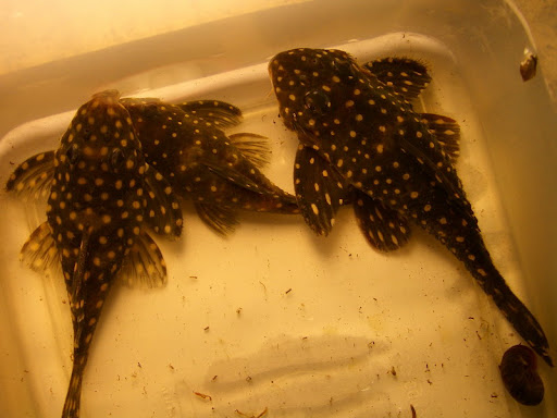 Hypancistus sp. L201 vs Hypancistrus contradens - PlanetCatfish.com