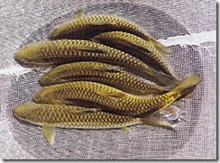 Golden Mahseer State Fish of Arunachal | Sinlung